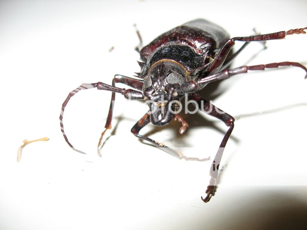 Derobrachus geminatus AKA: Palo Verde Beetle - Democratic Underground